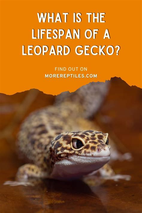 Geckos Goofy Geckos Artofit