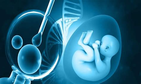 A Step By Step Guide On This Complex Procedure Ivf Cycle