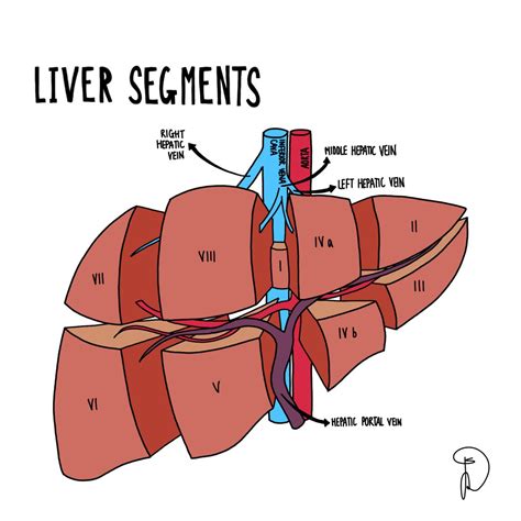 Liver Segments Medical School Inspiration School Inspiration