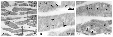 Tem Of Bovine Retina A The Retina Exhibits Photoreceptorinner Is Download Scientific