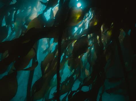 Marine Biome Kelp