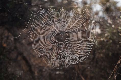 Premium Photo Intricate Spider Web