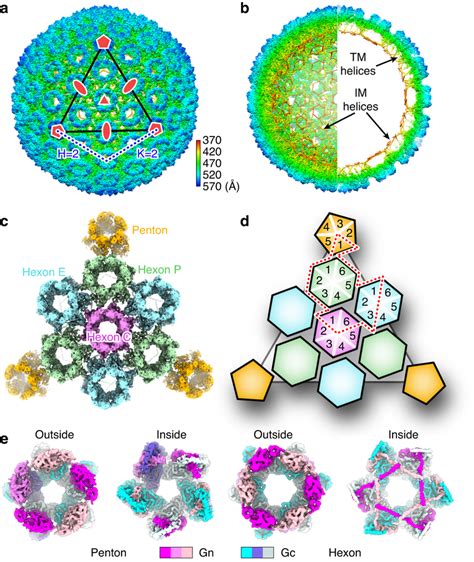 Overall Structure Of Sftsv Virion A Cryo Em Density Map Of Sftsv Virion Download Scientific