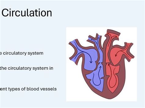 Heart And Circulation Lesson Ks2 Teaching Resources