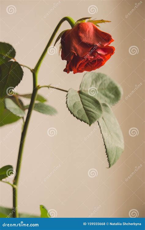 Faded Red Rose Flower On Gray Background Old Rose Flower With Leaves