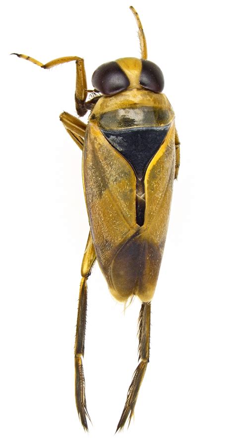 Notonecta Hoffmani Bugguidenet