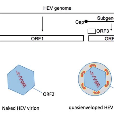 Model For Cellular Entry Of Naked And Quasi Enveloped HEV Virions