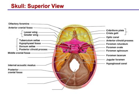 Skull Superior View Diagram Quizlet