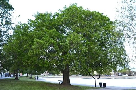 25 Common Types Of Trees Native To Maryland Grow Or Admire