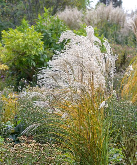 Best Miscanthus Varieties 15 Of The Top Ornamental Grasses Homes And