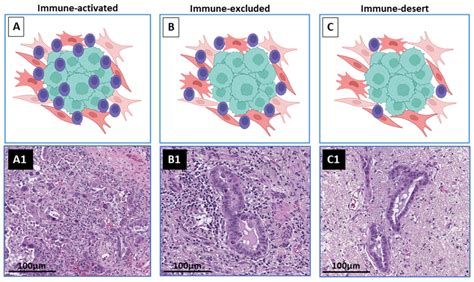 Tumor Immune Responsiveness Profile Schematic Representation Of Tumor Download Scientific