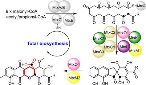 Total Biosynthesis Of Mutaxanthene Unveils A Flavoprotein Monooxygenase Catalyzing Xanthene Ring