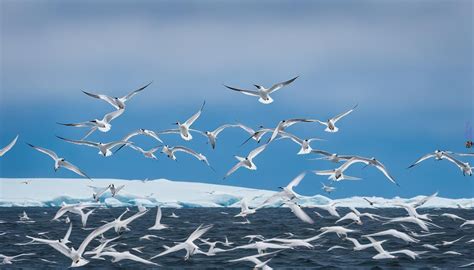 Which Birds Travel Greater Distances And Why