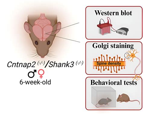 Gender Parity In Autism Research Synaptic Similarities Challenge Focus