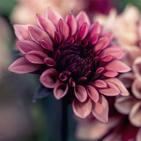 Dahlia Night Silence Dahlias By Linn