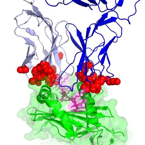 Trav And Trbv Polymorphic Positions Shown On A Tcr Pmhc Complex Download Scientific Diagram