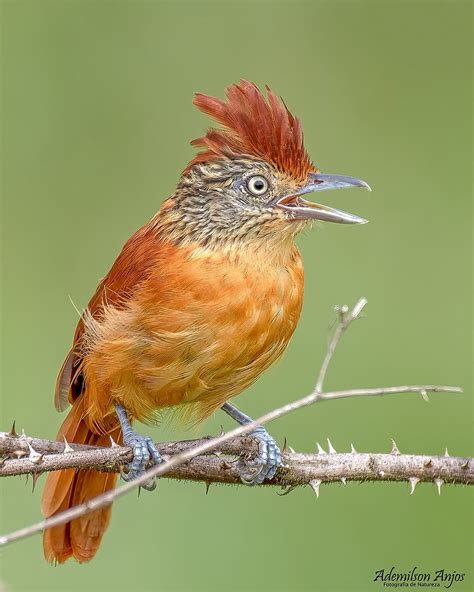 Wondershots Barred Antshrike The Barred Antshrike Thamnophilus