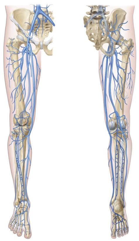 Leg Veins Diagram Quizlet Leg Veins Diagram Quizlet