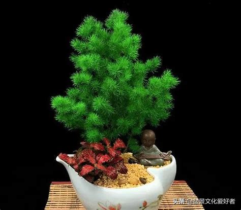 养盆蓬莱松自然清新活力满满给家里添生机 知乎