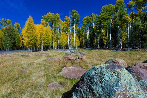 The Aspens In Flagstaff Are At Peak Color Dont Miss