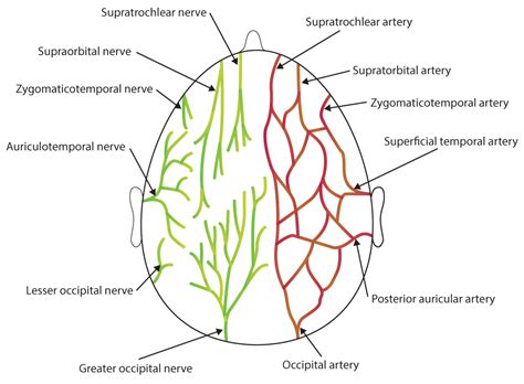 Scalp Nerve Supply Mnemonics