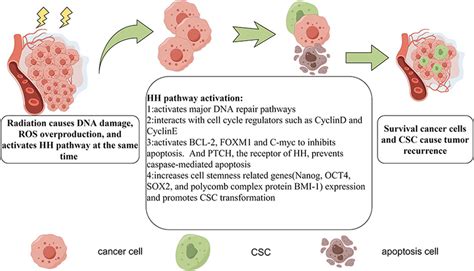Frontiers Hedgehog Signaling And The Glioma Associated Oncogene In