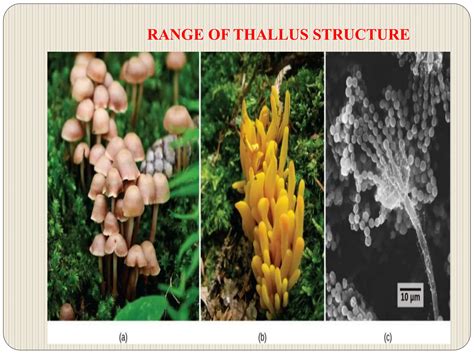 Fungi Cell Wall And Thallus Structure Pdf
