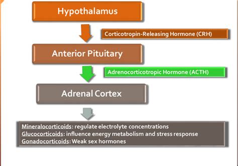Hypothalamic Pituitary Adrenal Axis Flashcards Quizlet
