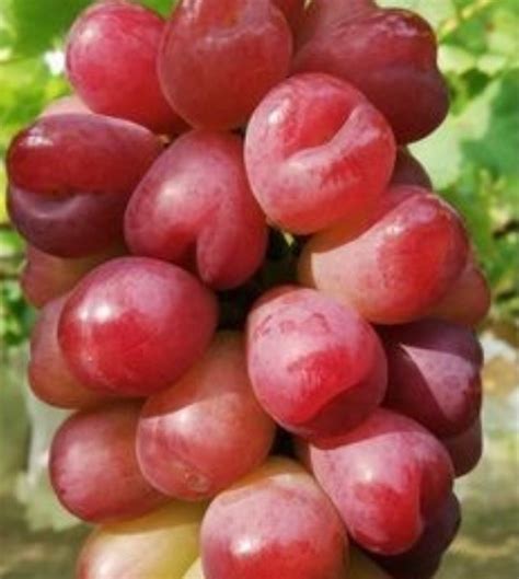 샤인머스켓 다음으로 뜨는 포도 신품종 마이하트 포도 인스티즈instiz 이슈 카테고리