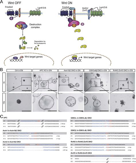 Simultaneous Paralogue Knockout In Small Intestinal Organoids Using