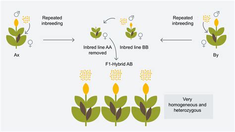 Hybrid Breeding Breeding Methods Innovation KWS UK Ltd