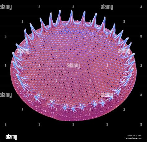 Diatom Coloured Scanning Electron Micrograph Sem Of An Unidentified Diatom Diatoms Are