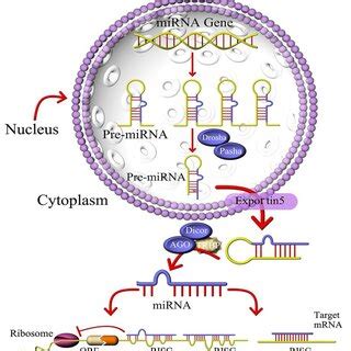 MiRNA Biogenesis And Mechanism Of Action Download Scientific Diagram