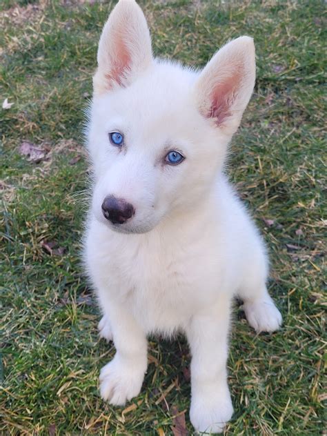 White Siberian Husky With Blue Eyes 51 Off