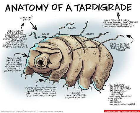 What Is A Tardigrade Artofit