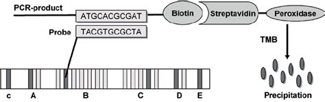 Overview Of The Linear Array Assay Sequence Specific Probes Are