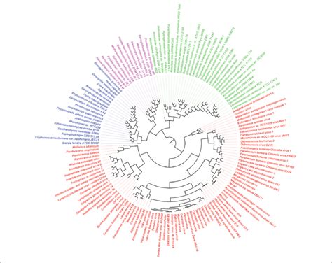 hierarchical clustering by phyletic pattern based on the