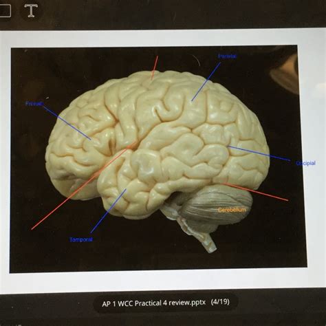 Brain Fissures Diagram Quizlet