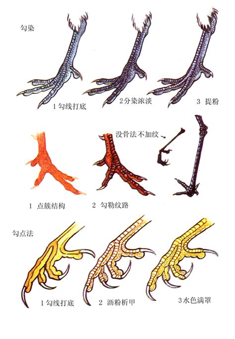 鸟爪图册 360百科