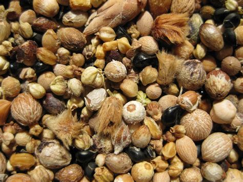 Drone Seeding And E Seeds Sound Exciting But Ecosystem Restoration