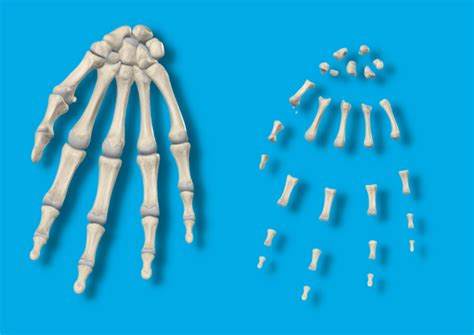 ️ Hueso Esternón Huesos Cuerpo Humano