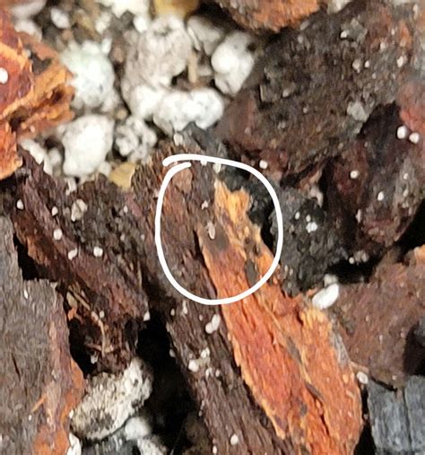 Is This Thrips 😧 Theres So Many In The Soil Some The Size Of The