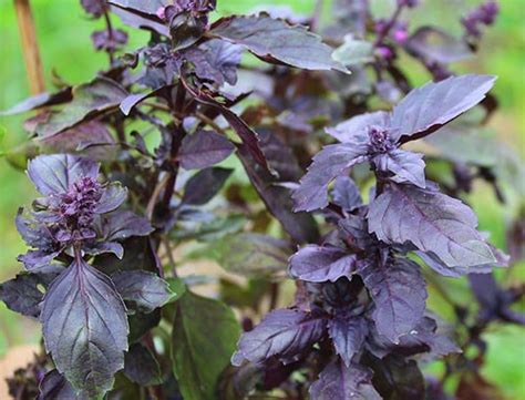 რეჰანი Ocimum თესვა რგვა გამოყენება აგროკავკასია