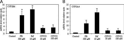 Regulation Of Cyp2b6 And Cyp3a4 In Primary Human Hepatocyte Cultures Download Scientific