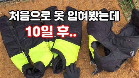 처음으로 진돗개에게 옷을 입혀보았다 그리고 10일 후 Youtube