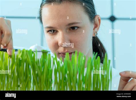 Young Woman Cutting Green Grass With Scissors Making Perfect Height