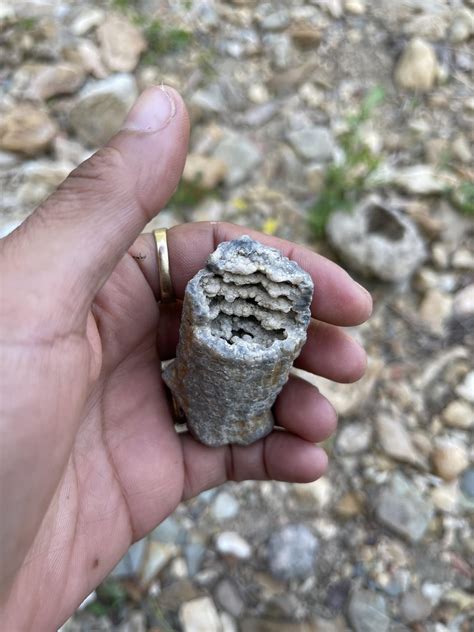 Is This A Crinoid And If So How Old R Fossilid
