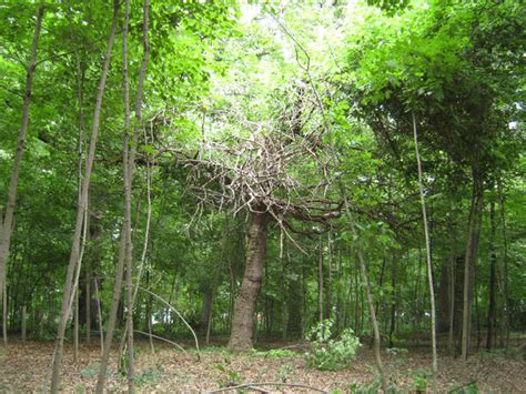 Tree Of Life In REAL Life O O By Neko Minx On DeviantArt