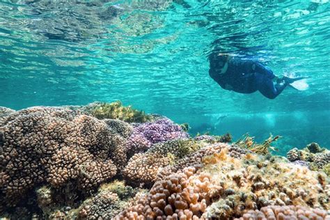 2023 Rottnest Island Guided Snorkel Boat Experience