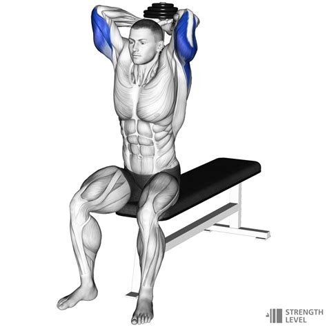 Seated Dumbbell Tricep Extension Standards For Men And Women Lb Strength Level
